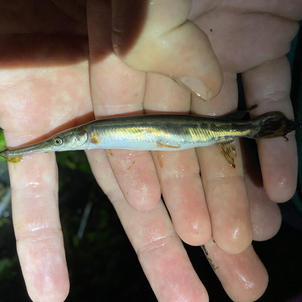 Alligator Gar from River Rd, Baton Rouge, LA, US on April 25, 2022 at ...