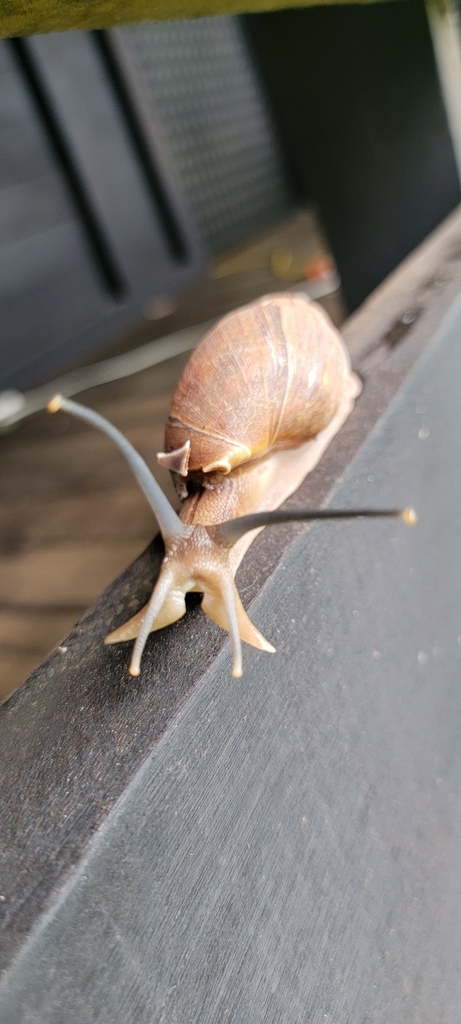 Helicinan Snails and Slugs from Playa de Juna, Bahía Solano, Chocó ...
