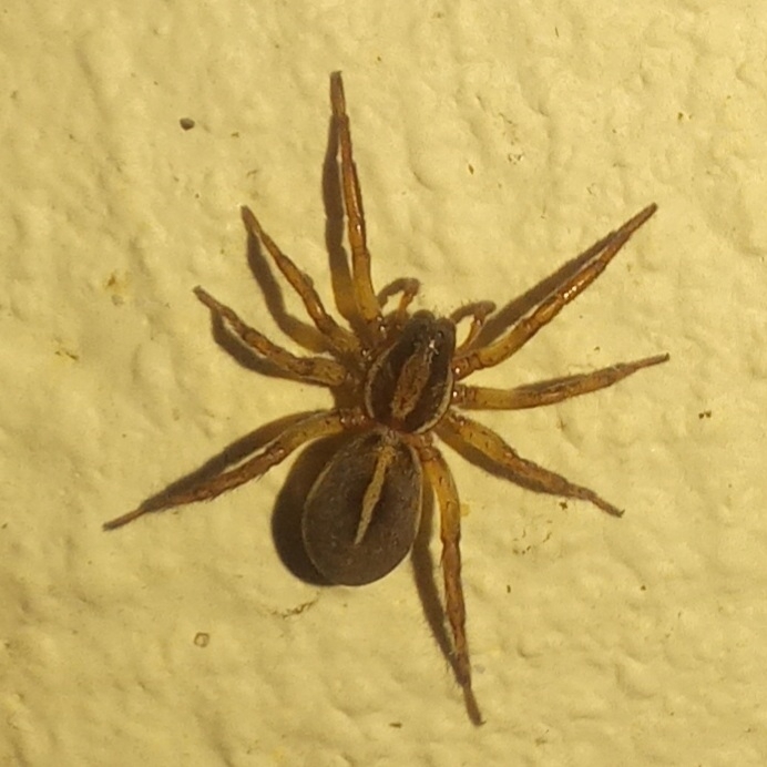 Artoriopsis melissae from Lawnton QLD 4501, Australia on April 26, 2022 ...