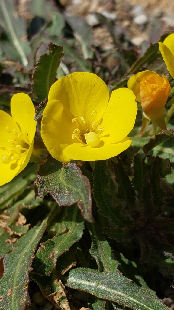 California sun cup from Chatsworth, Los Angeles, CA, USA on April 24 ...