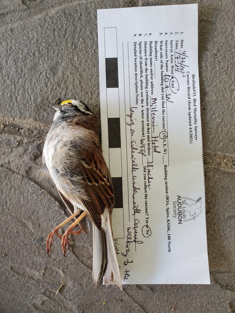 White-throated Sparrow from Downtown, St. Louis, MO, USA on April 26 ...
