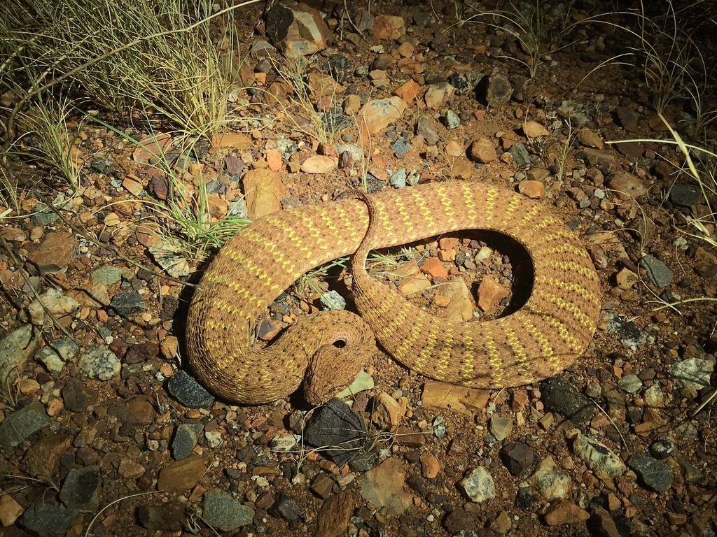 Desert Death Adder in April 2022 by Bruce Edley · iNaturalist