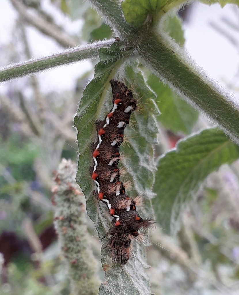 Knot Grass Moth from Bruneck on September 26, 2021 at 03:03 PM by ...