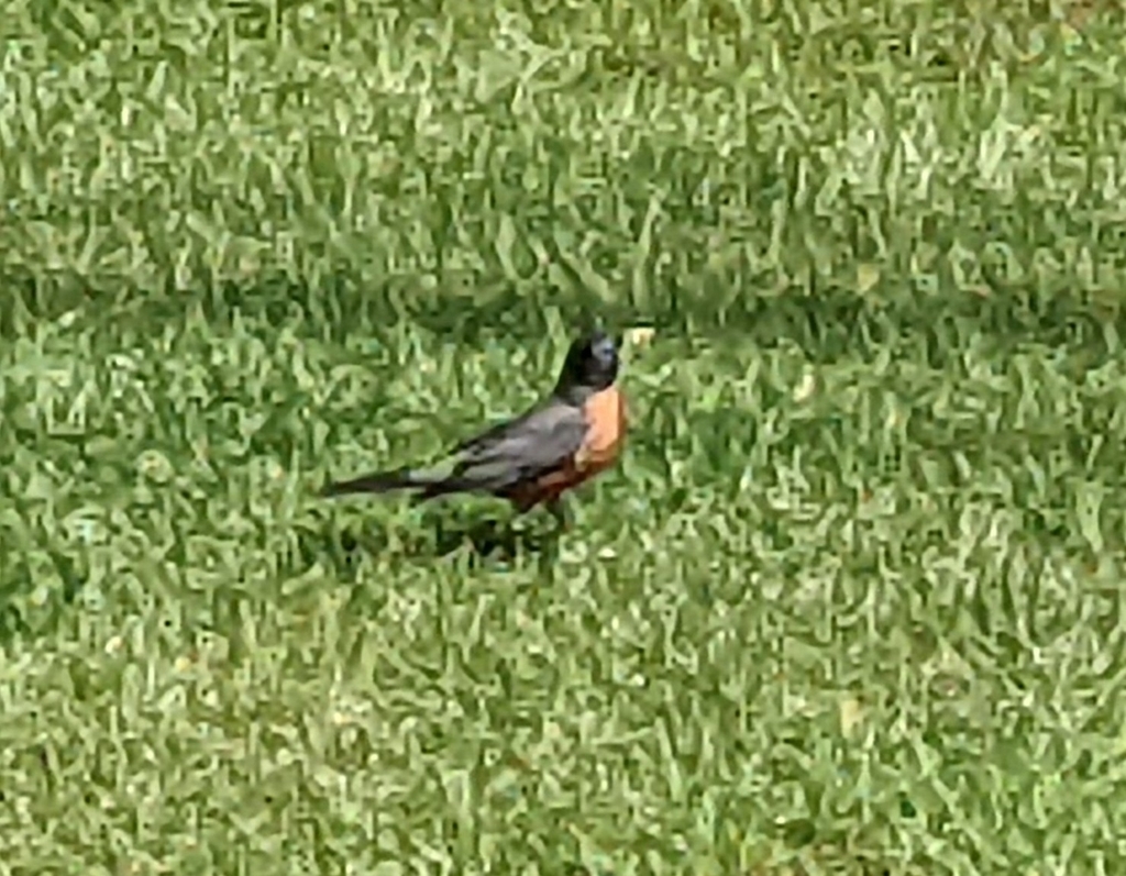 American Robin from Indiana on April 20, 2022 at 01:12 PM by xfgy ...