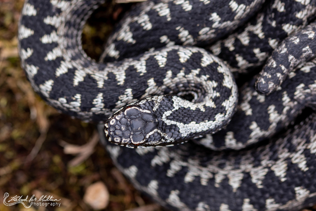Adder from Søndre Nordstrand, Oslo, Norge on May 6, 2021 at 09:10 PM by ...