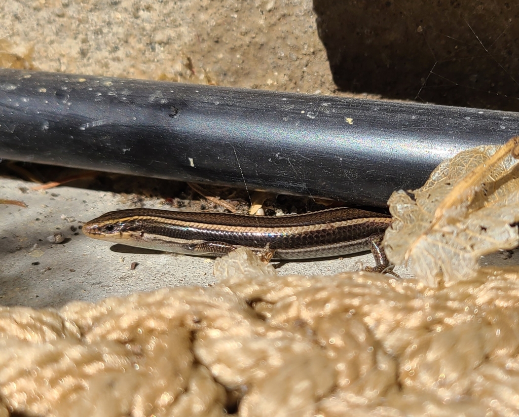 Western Skink from Serra Mesa, San Diego, CA, USA on April 18, 2022 at ...