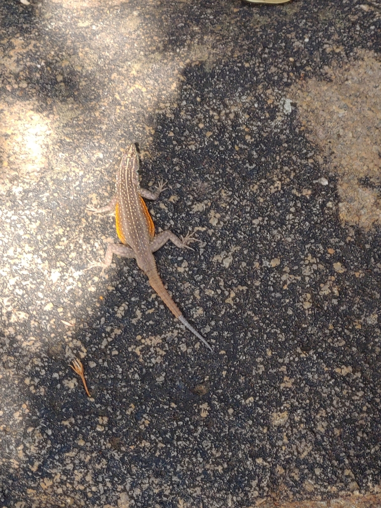 Waterberg flat lizard from Mabalingwe Nature Reserve on February 26 ...