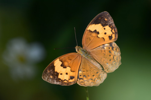 Subspecies Cupha erymanthis erymanthis · iNaturalist