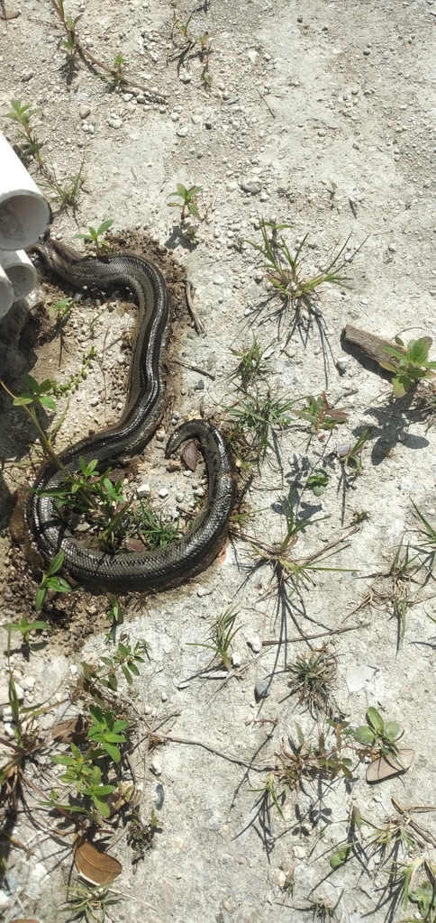 Southern Bahamas boa in April 2022 by Sharine Newton Clarke · iNaturalist