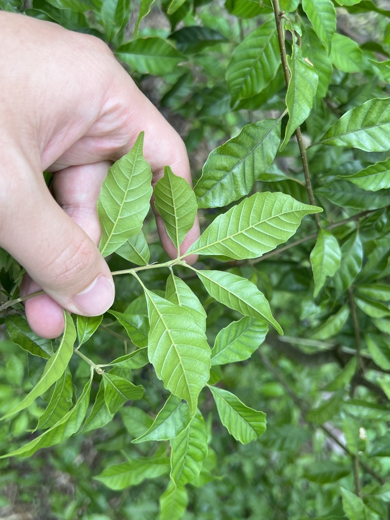 Taiwan Rock Oak from 復興路一段823巷59弄, 大溪區, TW on April 24, 2022 at 11:54 ...