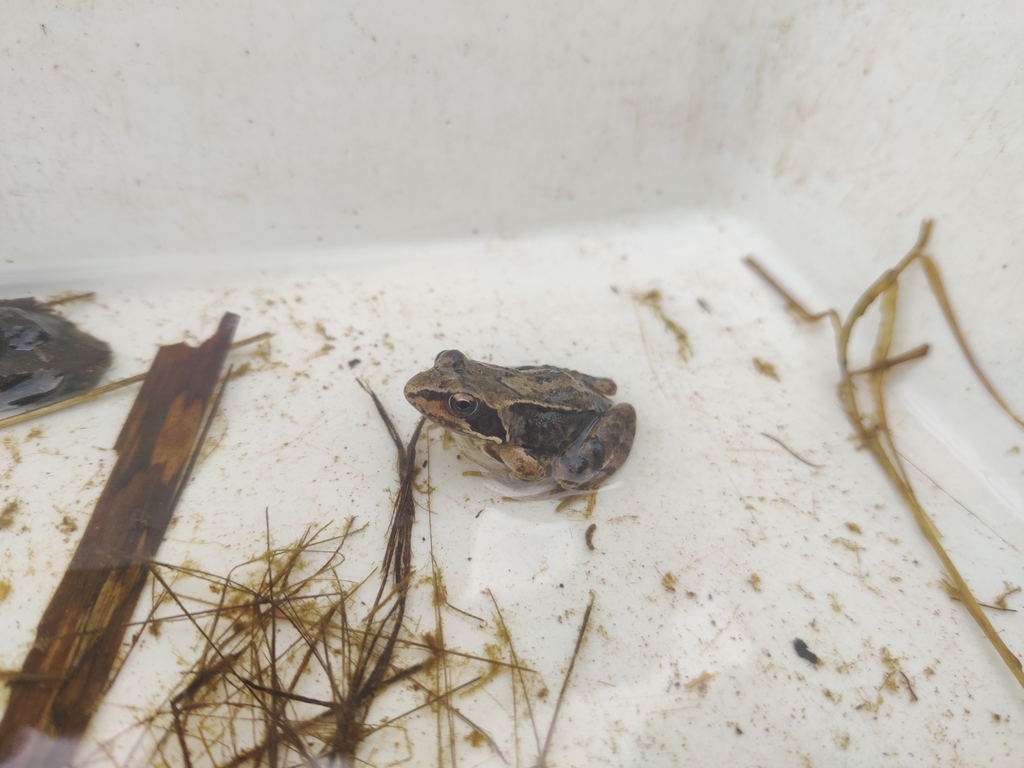 European Common Frog from Cumbria, England, GB on April 25, 2022 at 01: ...
