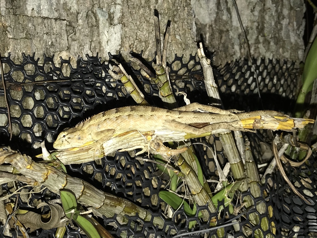 Oriental Garden Lizard from Mahidol University Kanchanaburi Campus, Sai ...