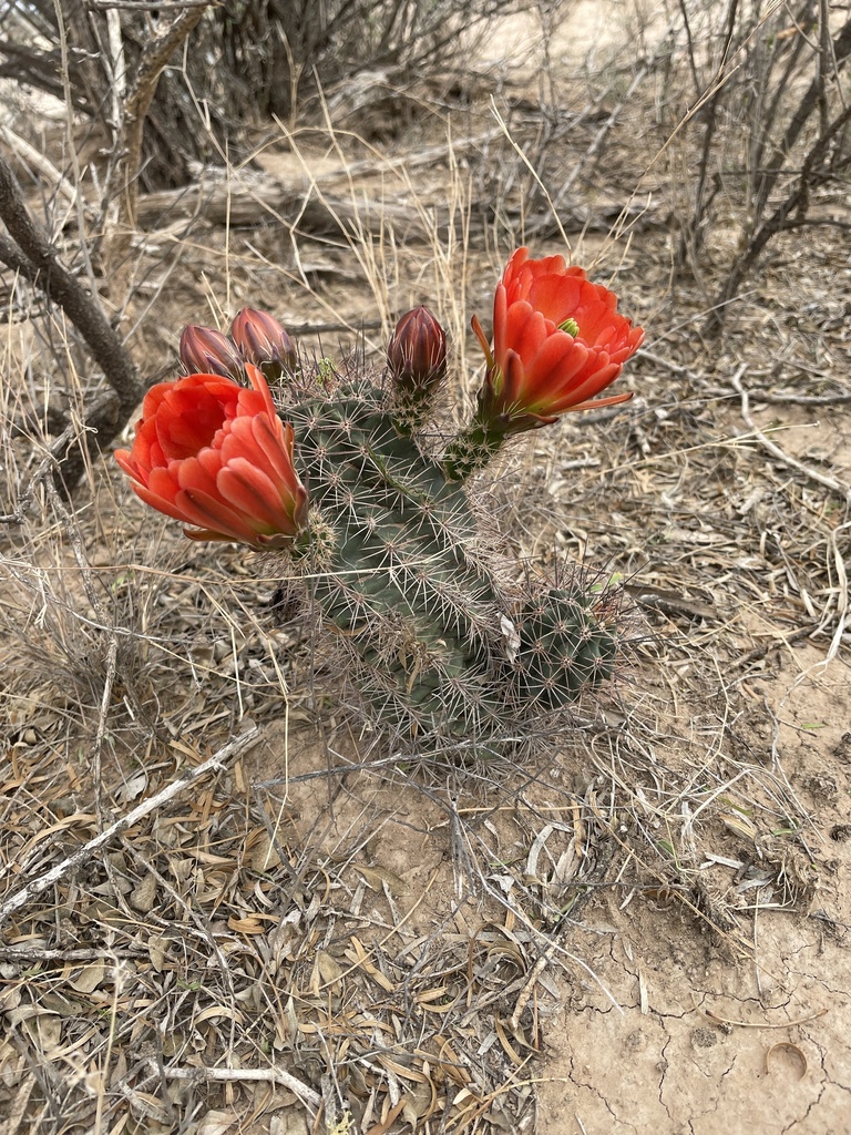 Echinocereus × lloydii from McCamey, TX, US on April 26, 2022 at 10:47 ...