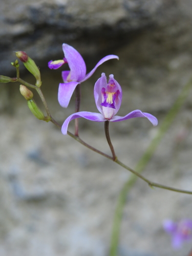 Bletia riparia · NaturaLista Colombia