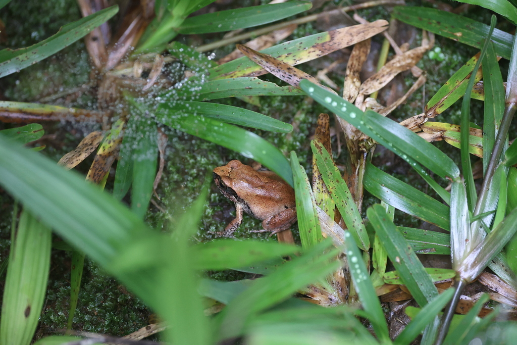 Common Squeaker from Thyolo, Malawi on April 20, 2022 at 02:30 PM by ...