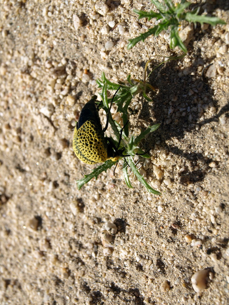 Inflated Beetle from San Bernardino County, CA, USA on March 25, 2008 ...