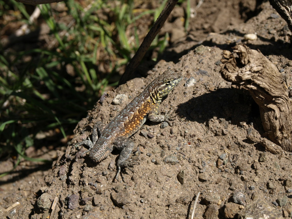 Western Side-blotched Lizard from Riverside County, CA, USA on March 26 ...