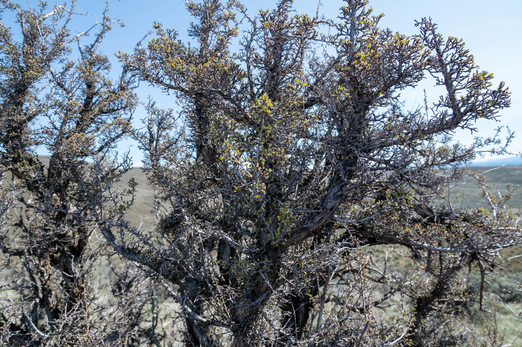 Antelope Bitterbrush from Kittitas County, WA, USA on April 23, 2022 at ...