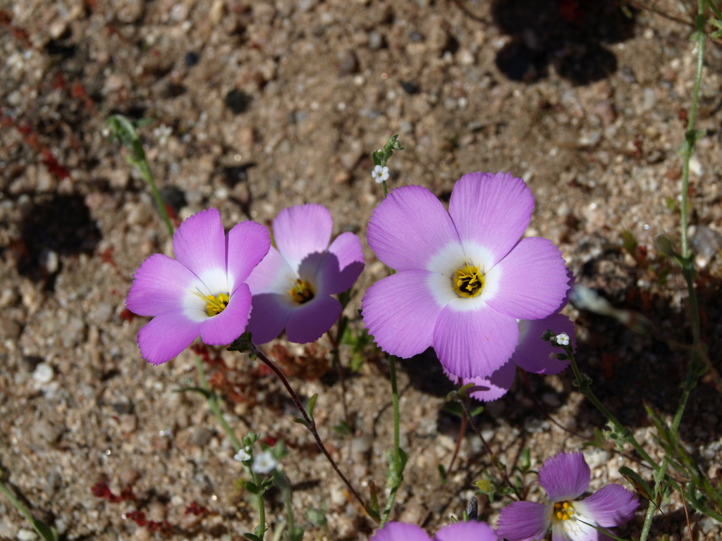 fringed linanthus from Riverside County, CA, USA on March 27, 2008 at ...