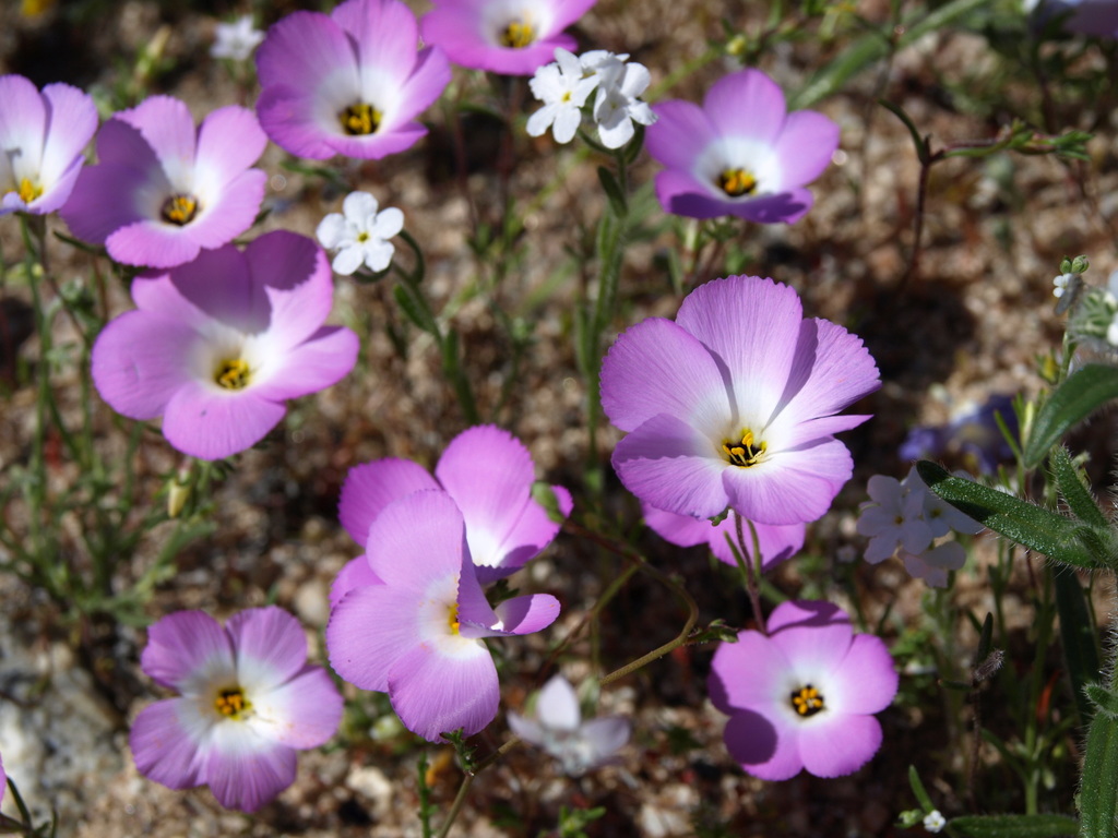 fringed linanthus from Riverside County, CA, USA on March 27, 2008 at ...