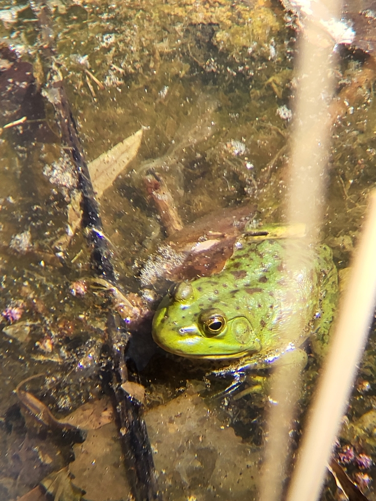 American Bullfrog in April 2022 by Rigo Cervantes · iNaturalist