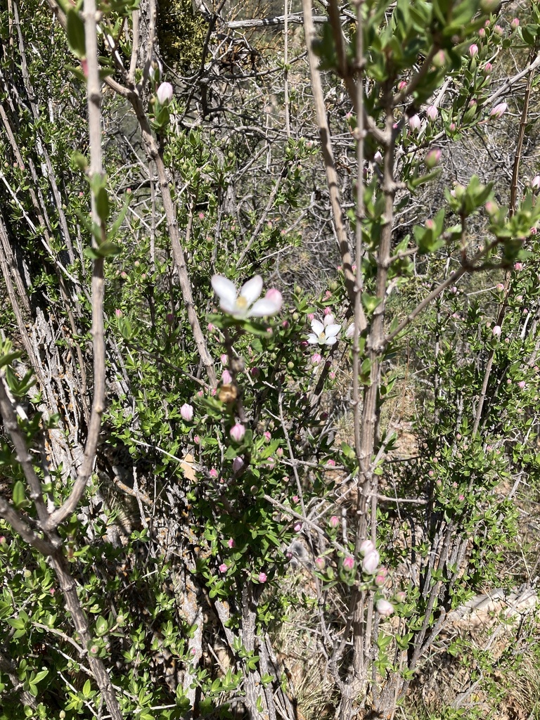 Cliffroses and Bitterbrushes from Prescott National Forest, Jerome, AZ ...