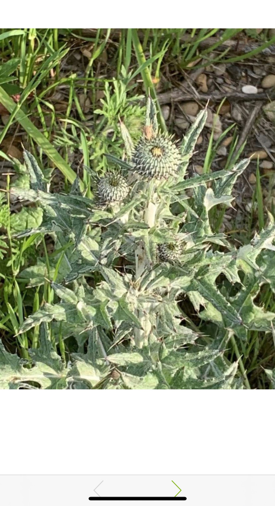 Plume Thistles from SH-34, Ennis, TX, US on April 26, 2022 at 09:49 AM ...