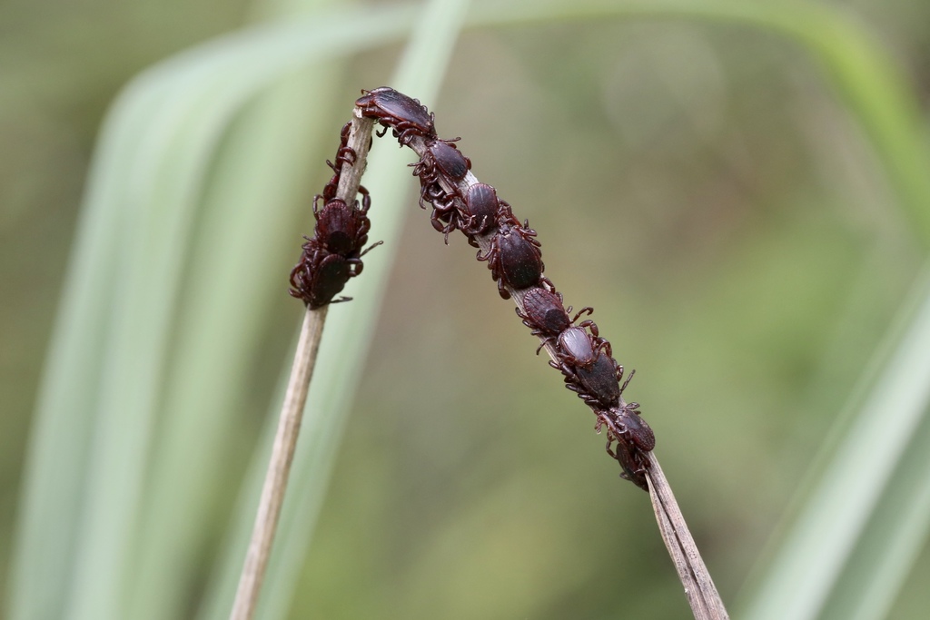 Rhipicephalus zambeziensis from Ватерберх, Южная Африка on February 8 ...