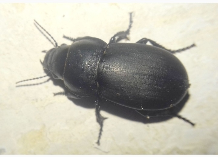 Ground Beetles from Loma Hermosa, Provincia de Buenos Aires, Argentina ...