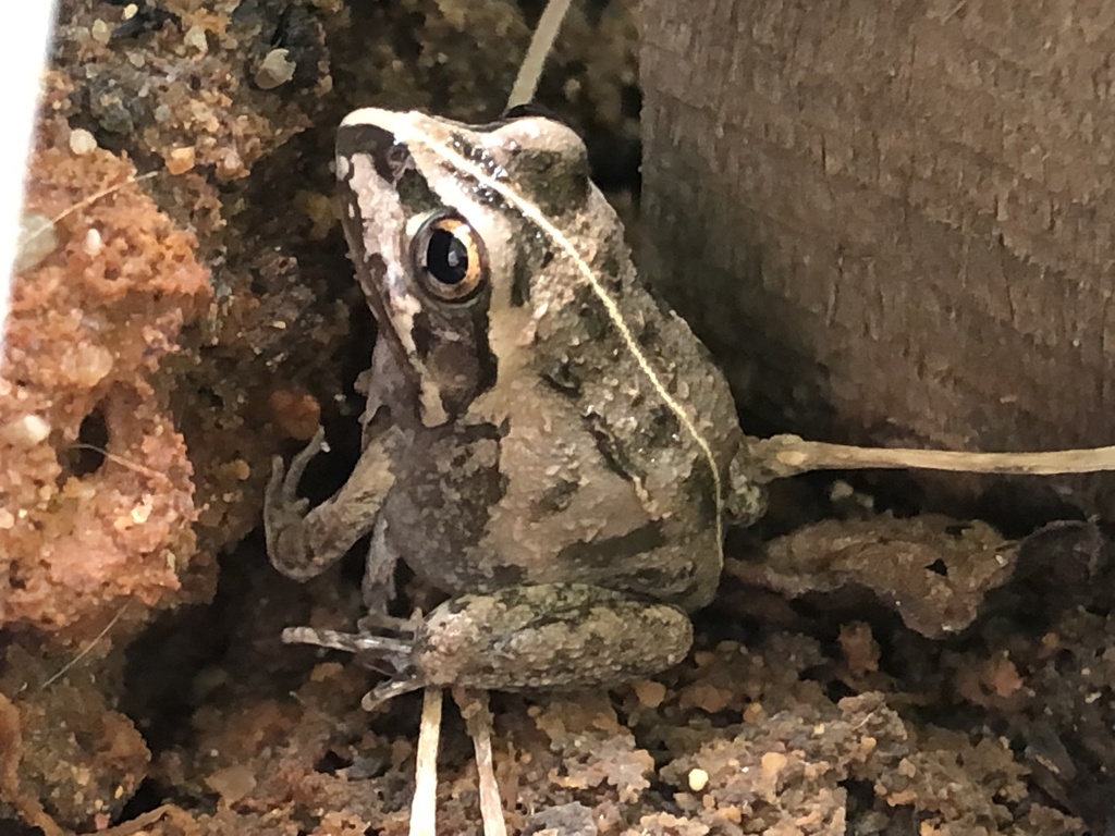 Knife-footed Frog from Sesbania St, Winton, QLD, AU on February 24 ...