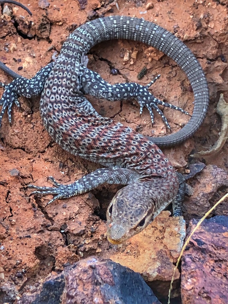 Freckled Monitor from Corfield, QLD, AU on March 20, 2020 at 10:26 AM ...