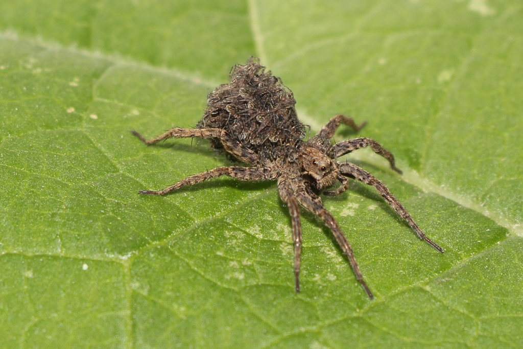 Fox Spiders from Дзензелівка, Черкаська область, Україна, 20141 on June ...