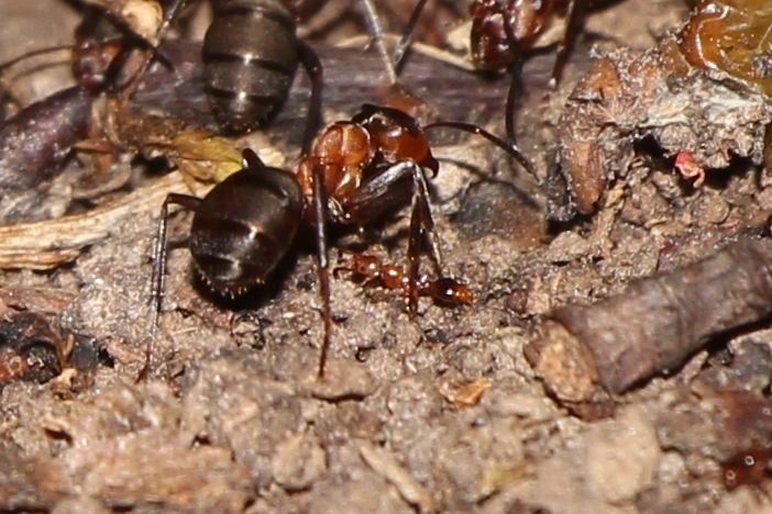 Shining Guest Ant in October 2018 by Liubov Ilminska · iNaturalist