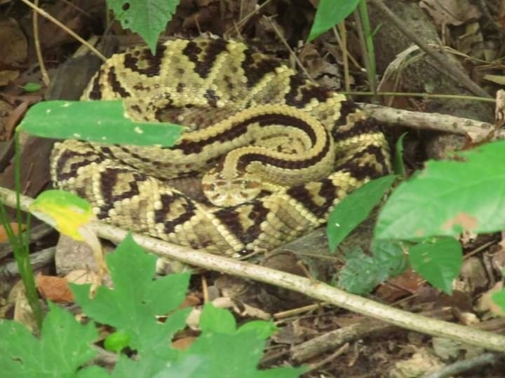 Central American Rattlesnake from Reserva Biológica Lomas de Barbudal ...