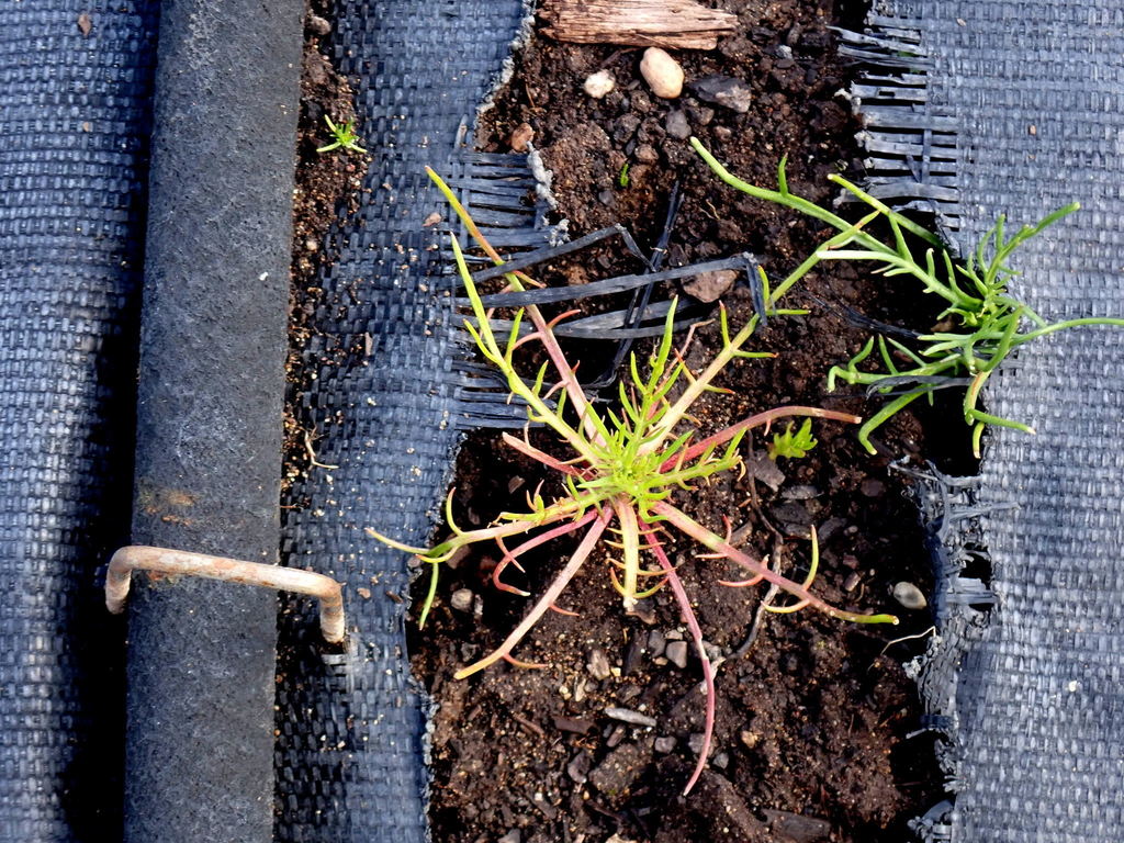 needleleaf navarretia (PNW Prairie species) · iNaturalist