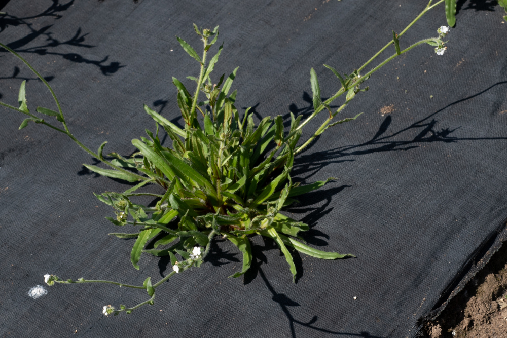 Rusty Popcornflower (PNW Prairie species) · iNaturalist