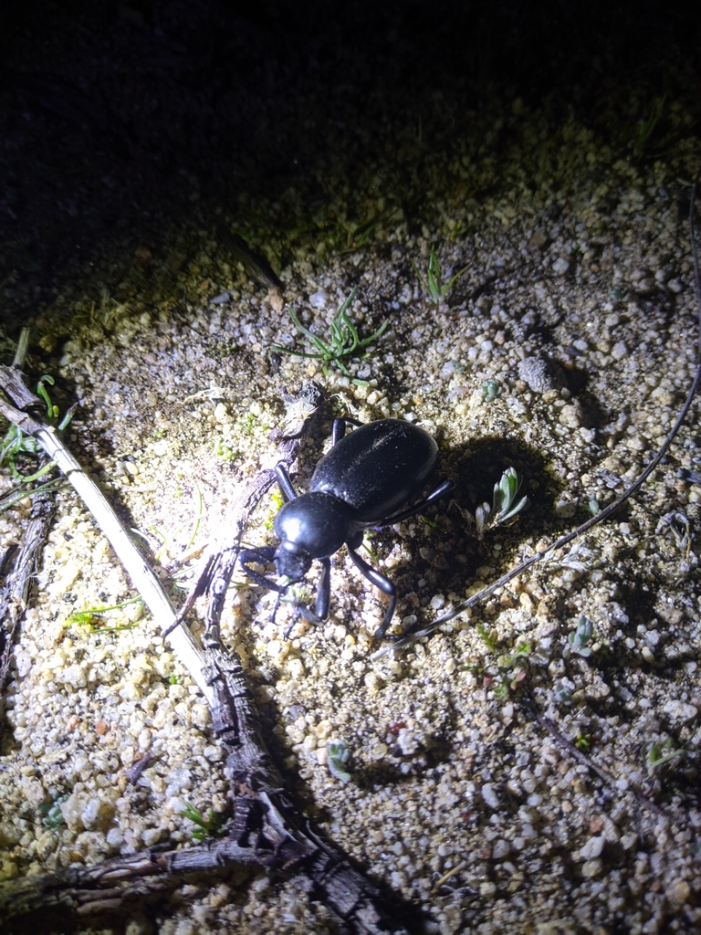 Eleodes grandicollis from 22771 Baja California, Mexico on February 27 ...