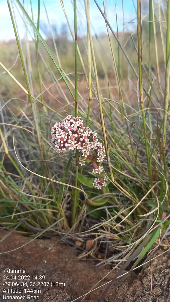 Crassula tabularis from Mangaung, South Africa on April 24, 2022 at 02: ...