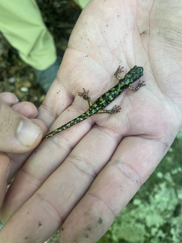 Green Salamander in April 2022 by Mason Strickland · iNaturalist