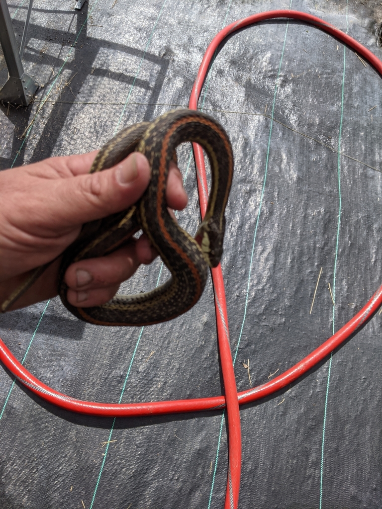 Eastern Garter Snake from Thibodaux, LA 70301, USA on March 12, 2021 at ...