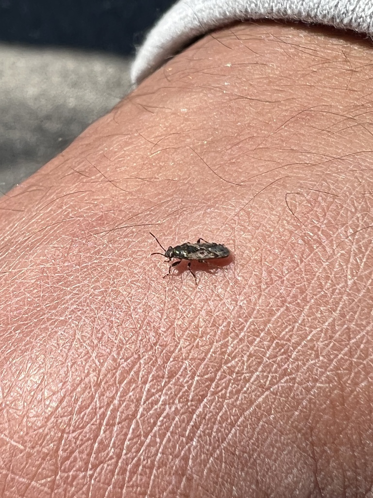 Nettle ground bug from Garner Rd, Riverside, CA, US on April 15, 2022 ...