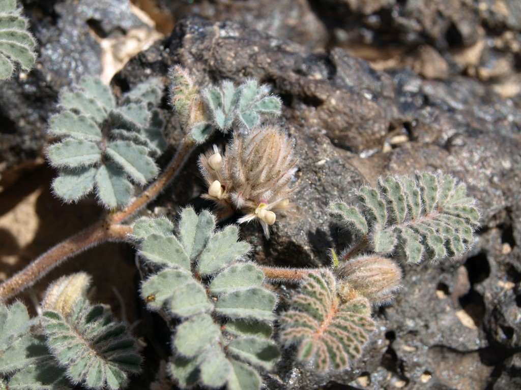 soft prairie clover from Amboy, CA, USA on February 21, 2008 at 12:05 ...
