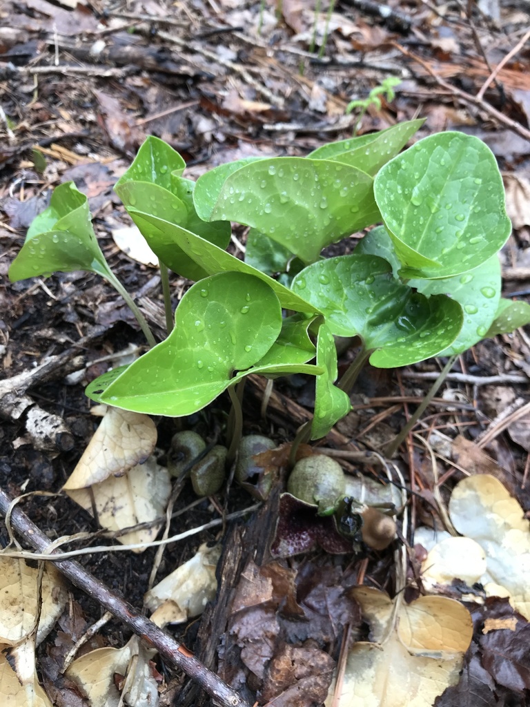 Virginia heartleaf from Sumter National Forest, Mountain Rest, SC, US ...