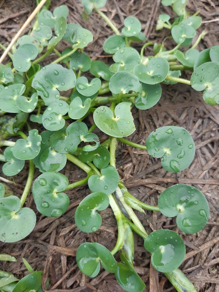Kidneyleaf mud plantain by claudia bibiana · iNaturalist