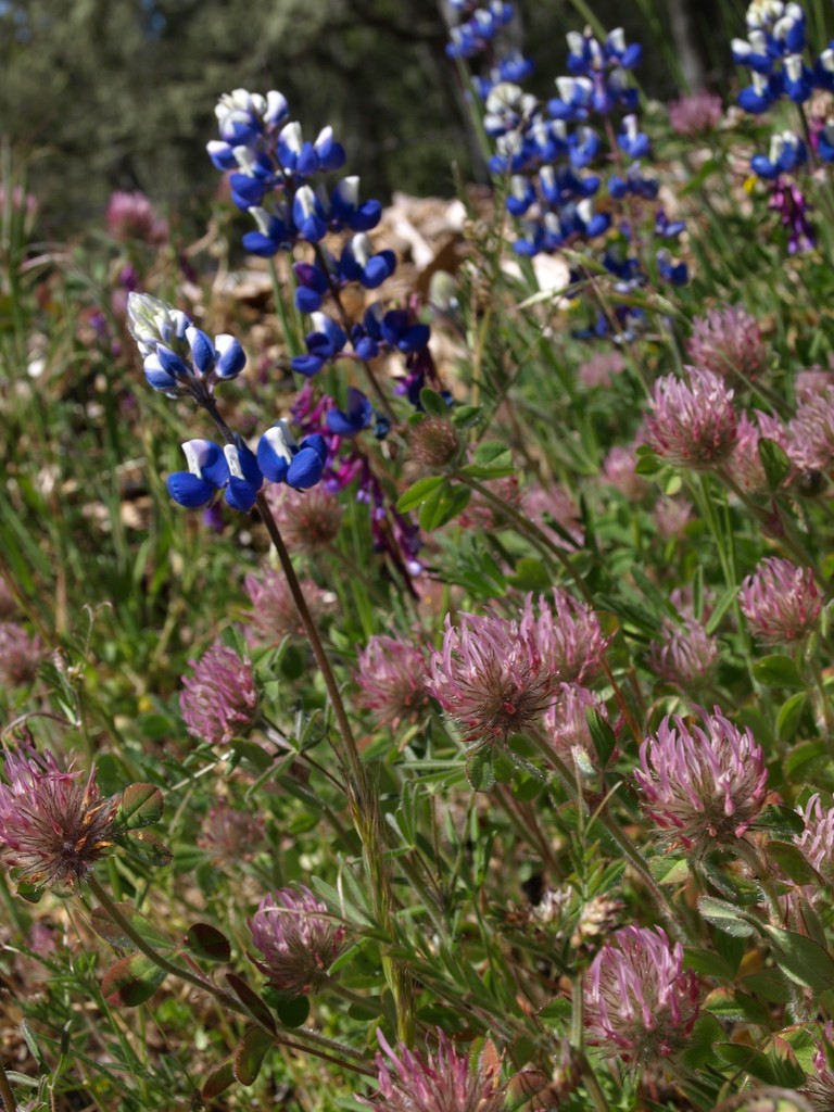 Rose Clover from Carmel Valley Rd, California, USA on April 17, 2009 at ...