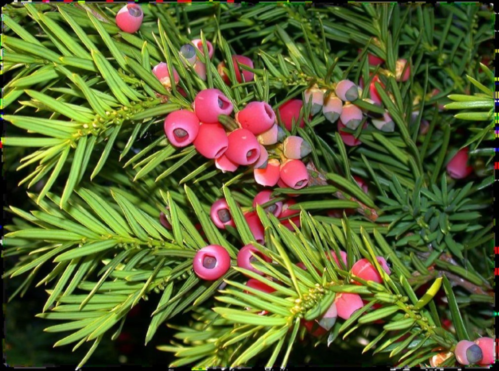 Mexican yew from Tulancingo, Hgo., México on May 14, 2016 by Othón S ...