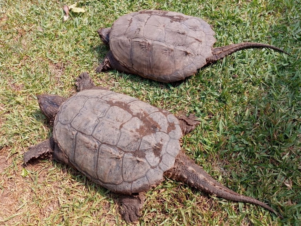 Central American Snapping Turtle in March 2022 by Carlos Mora. Machos ...