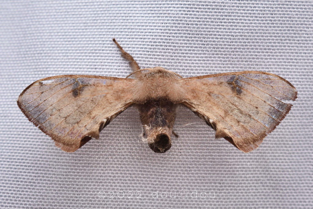 Greenish Silk-Moth from 中国海南省五指山市五指山 on January 23, 2022 at 02:40 AM by ...