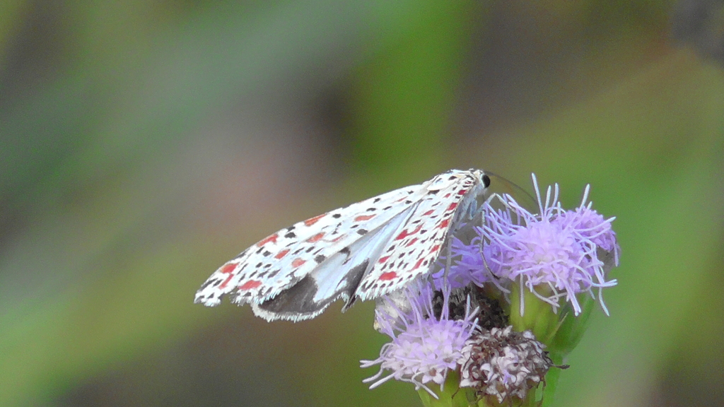 Rattlepod Moths from Watsonville QLD 4887, Australia on April 27, 2022 ...