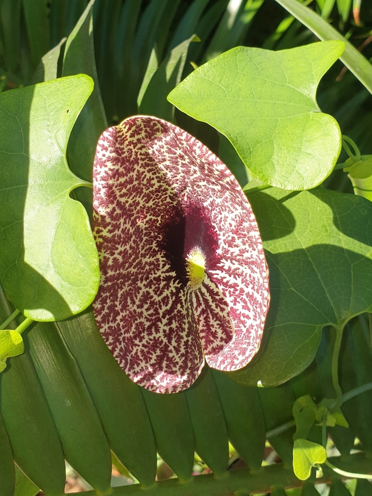 Calico-flower from Musgrave, Berea, 4001, South Africa on April 27 ...